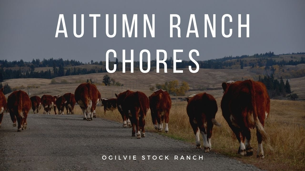 Autumn Ranch Chores - YouTube