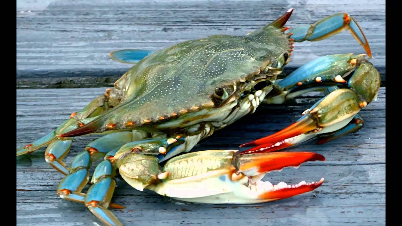 Crab shack dock of the bay - YouTube