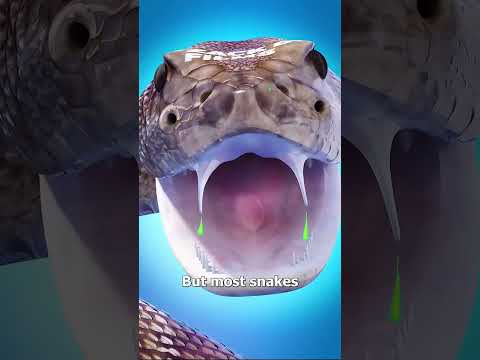 Snake life, how a snake work in a real facts - YouTube