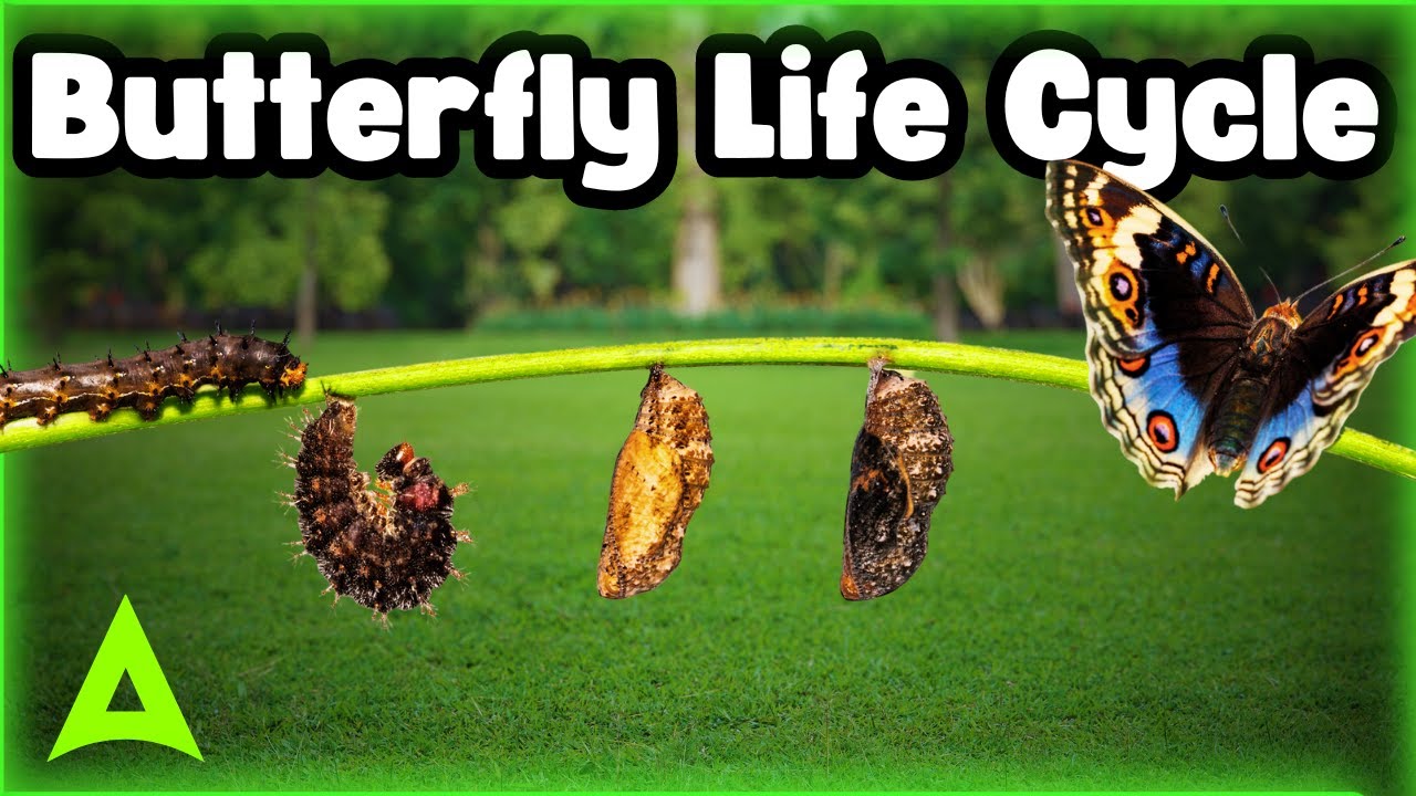 The Life Cycle of a Butterfly - Science for Kids - YouTube