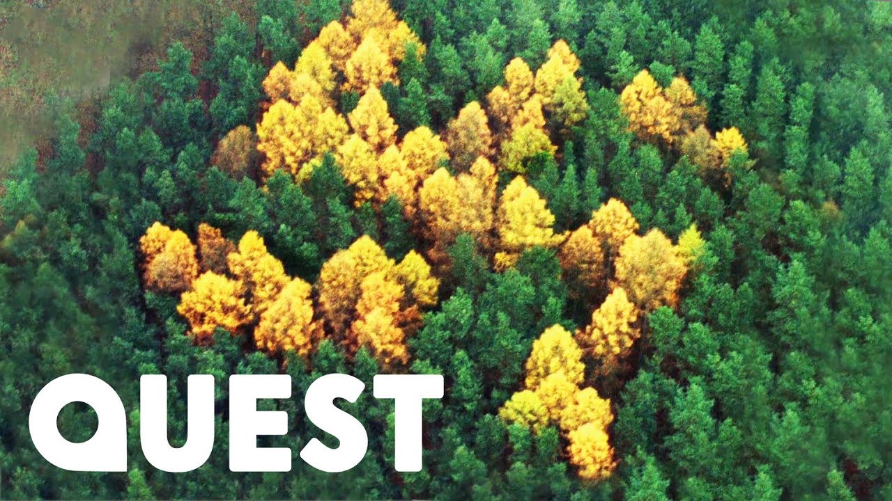 Where Did The Mysterious Swastika In This Forest Come From? | What On ...