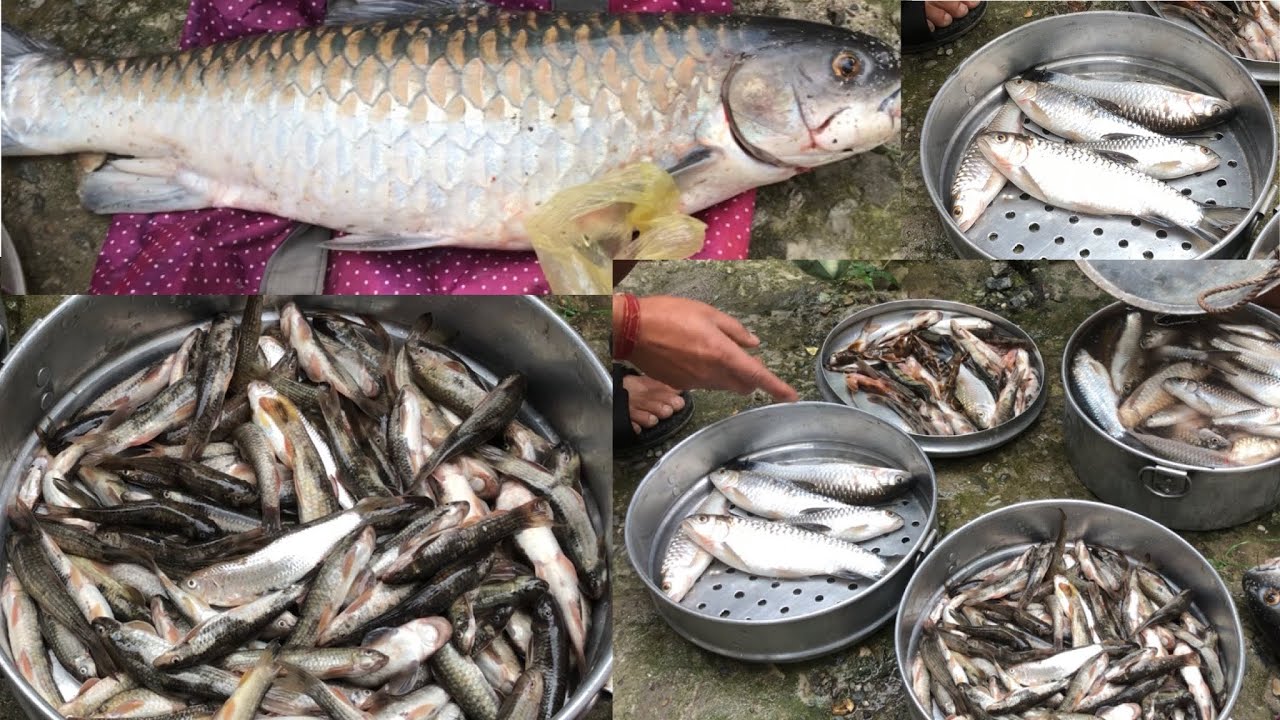 3 n 1/2 kg katle fish of Himalaya🐠🐟🎏 - YouTube