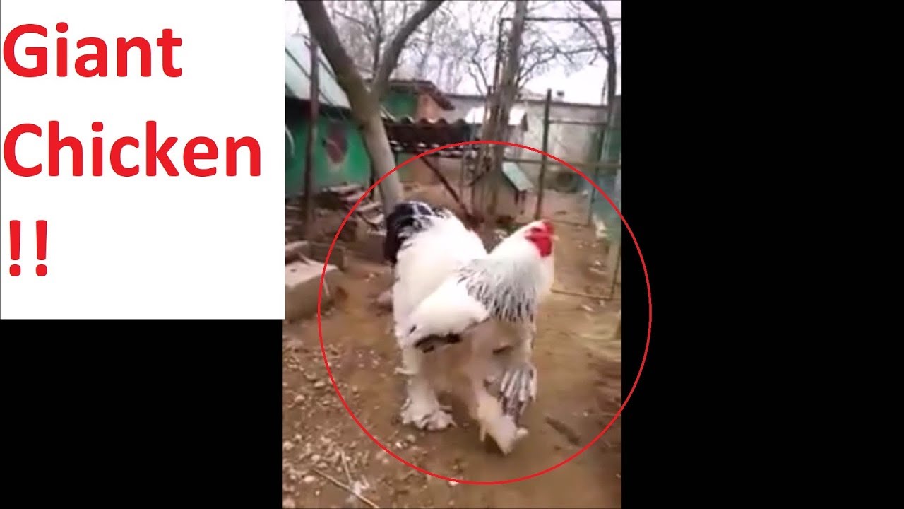 Dieses riesige Huhn ist unglaublich! Giant Brahma Chicken! - YouTube
