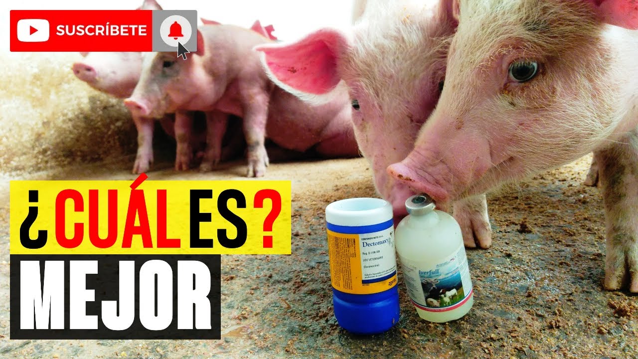 DESPARASITA a tus CERDOS | ¿Cuál MEDICAMENTO es mejor para DESPARASITAR ...