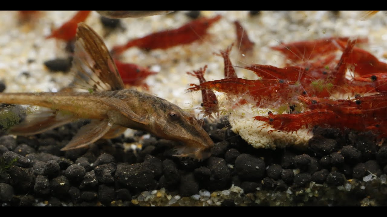 Red Lizard Catfish v. Cherry Shrimp Swarm! - YouTube