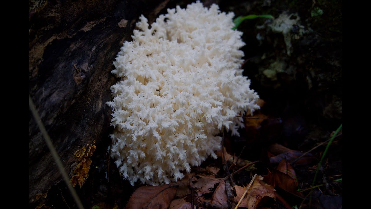 Shroom Spotlight - Comb Tooth Mushroom - YouTube