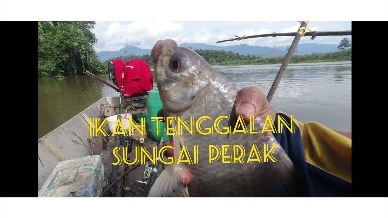 #06 Memancing ikan di Sungai Perak Lenggong - YouTube