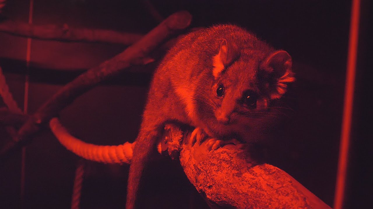 Rare Species - The only Ringtail Possum in a European Zoo! - YouTube