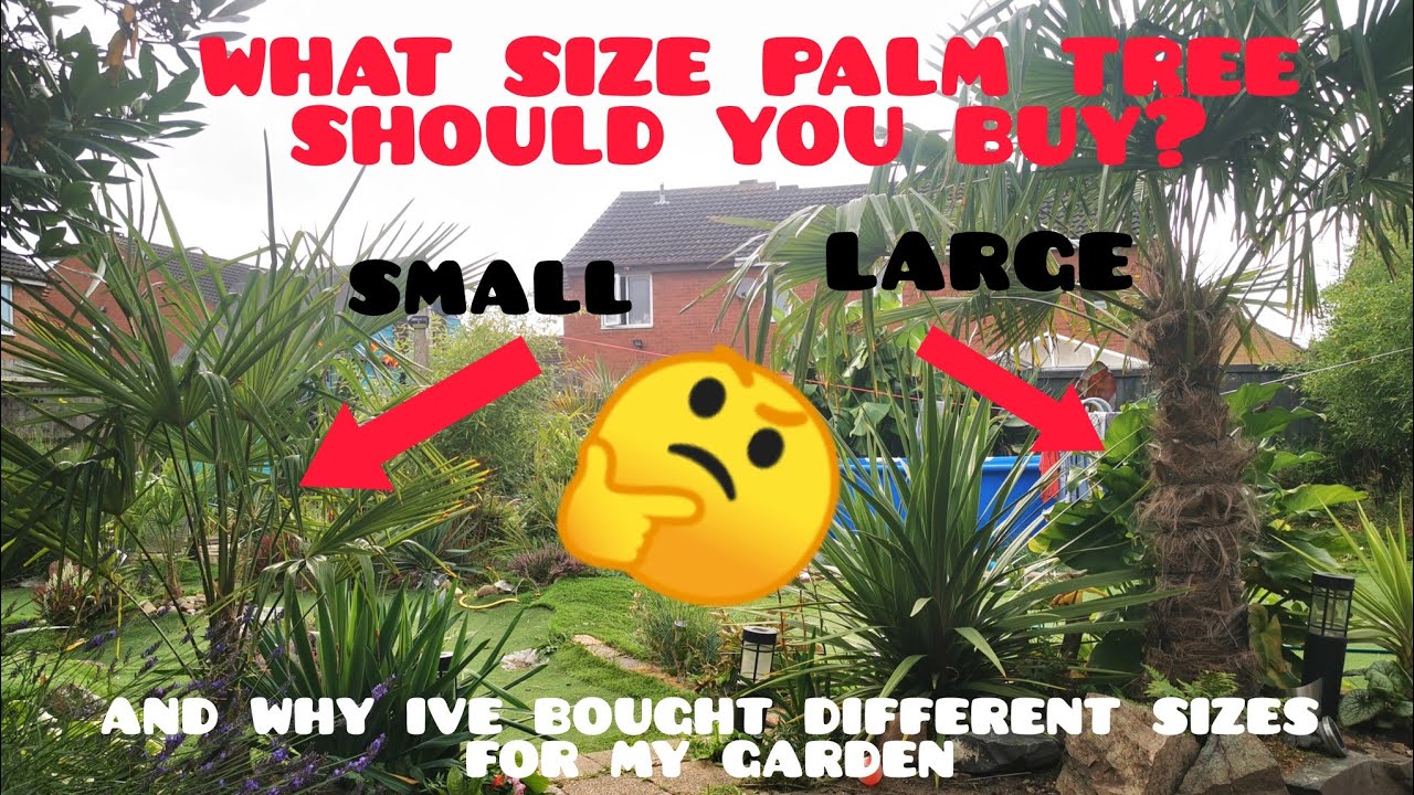 What size PALM TREE should you buy? 🌴🤔 The 7 types palm trees i grow in ...