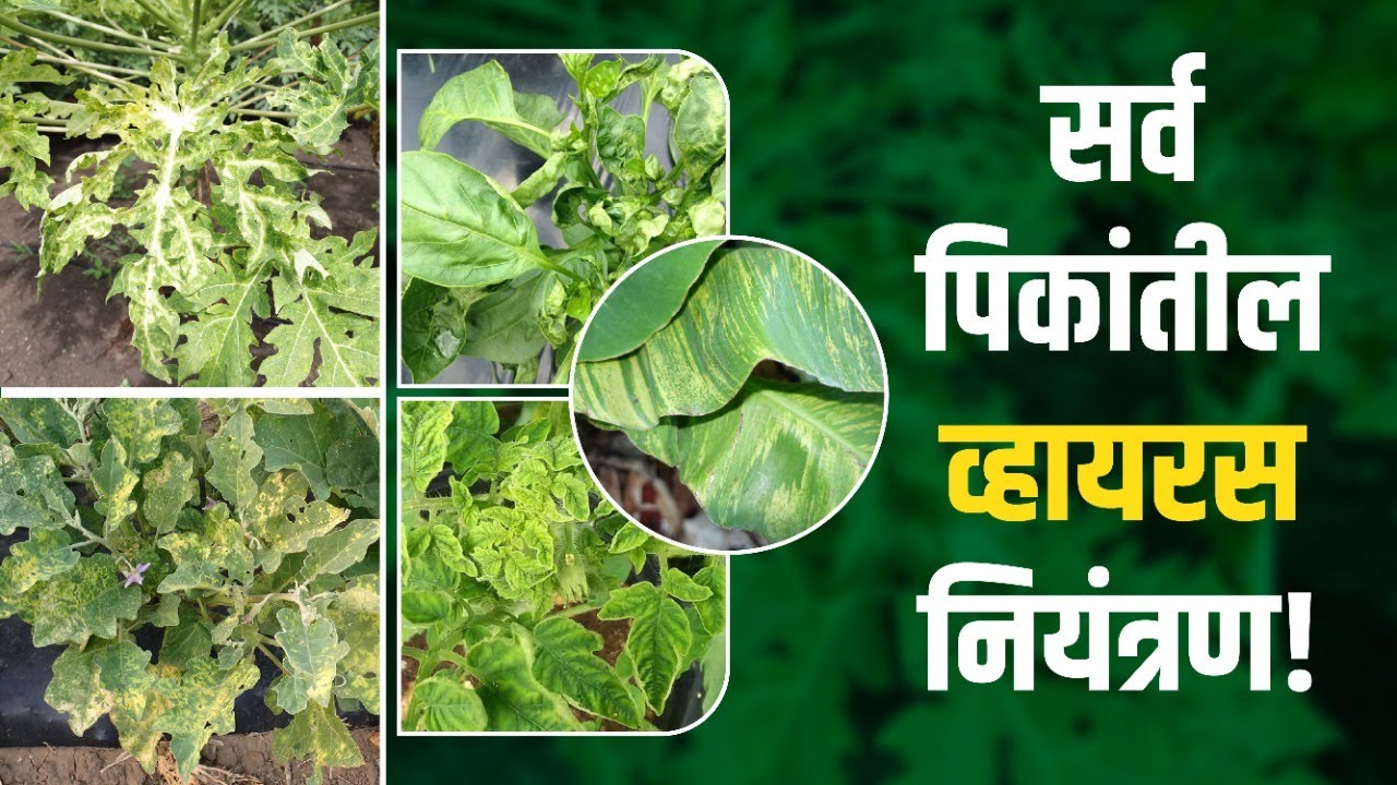 सर्व पिकांतील व्हायरसवर प्रभावी नियंत्रण! । Plant Virus Control ...