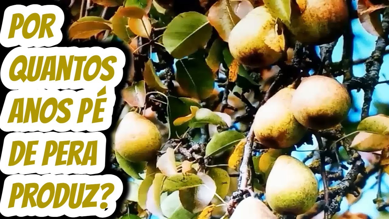 Por quantos anos pé de pera produz frutas? Qual é a vida útil de uma ...