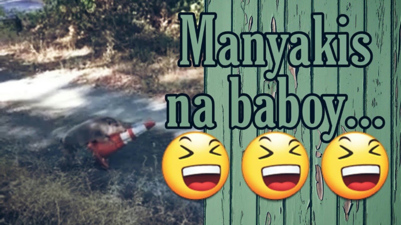 Manyakis na baboy 😆😆😆 - YouTube