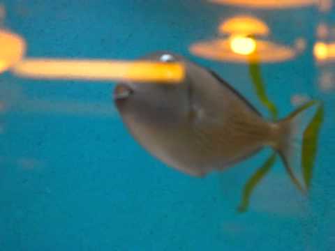Blue Jaw Trigger Nemo Fish - YouTube