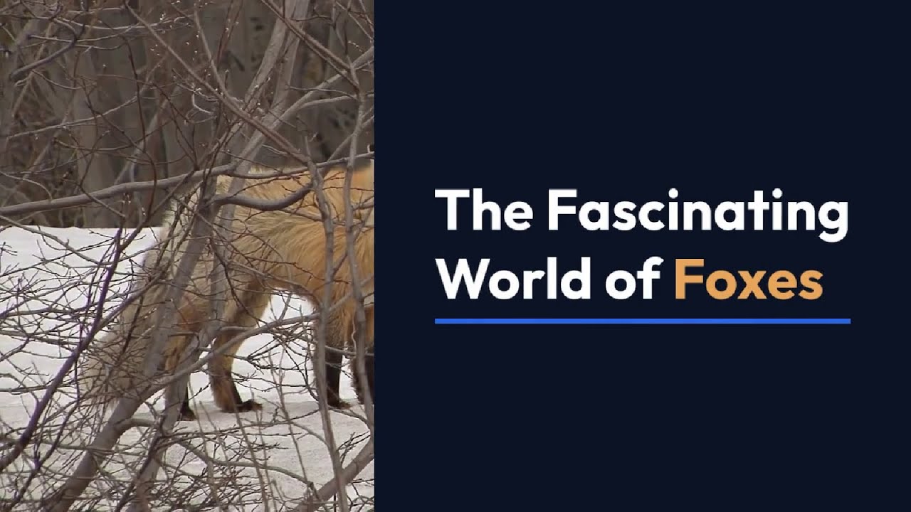 Breed Of Fox | Discover the Fascinating World of Fox Breed ...