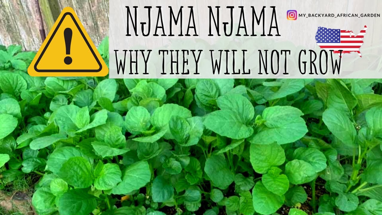 Reasons Why your Njama Njama (African Garden Huckleberry) is not doing ...