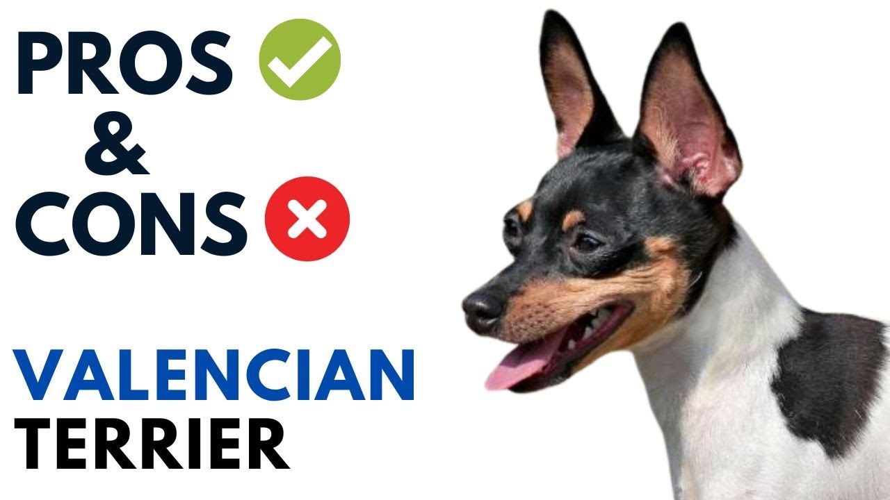 Ratonero Valenciano Pros and Cons | Valencian Terrier Dog Advantages ...