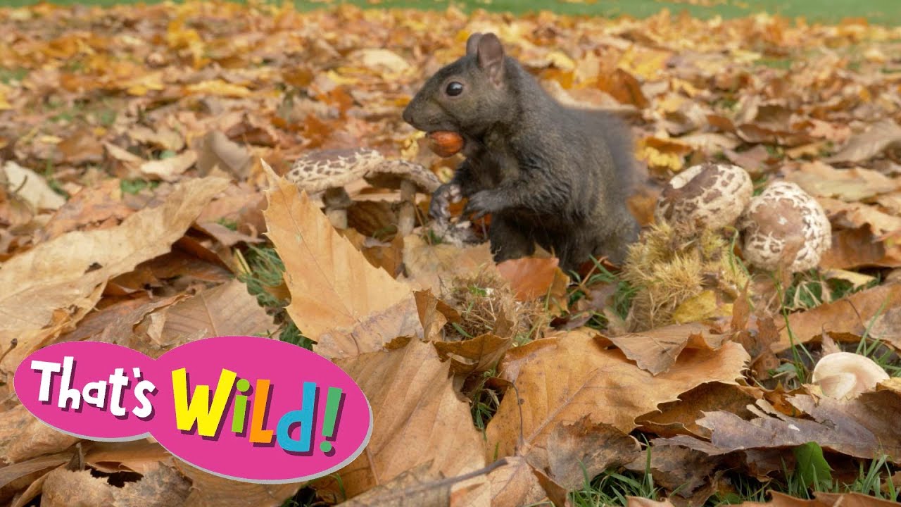 Why do squirrels scurry about? - YouTube