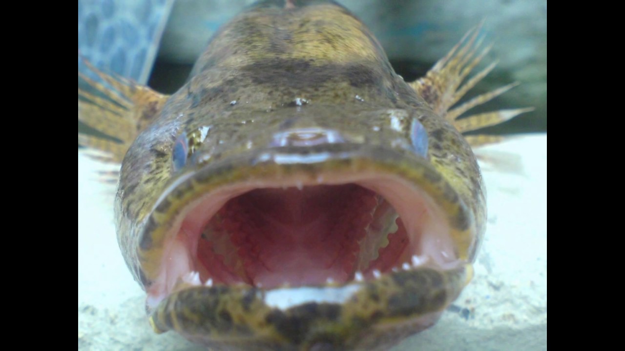 Mancing mania - Memancing Gabus Bego Malam Hari - YouTube