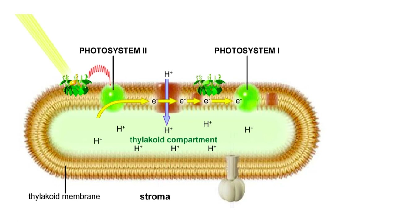 Noncyclic Electron Flow Photosynthesis Of ATP—Electrons, Proton