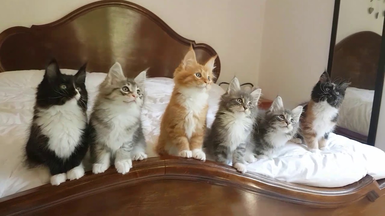 Maine coon - YouTube