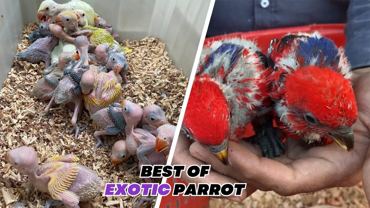Exotic Parrot Chicks in Lalukhet Birds Market - YouTube