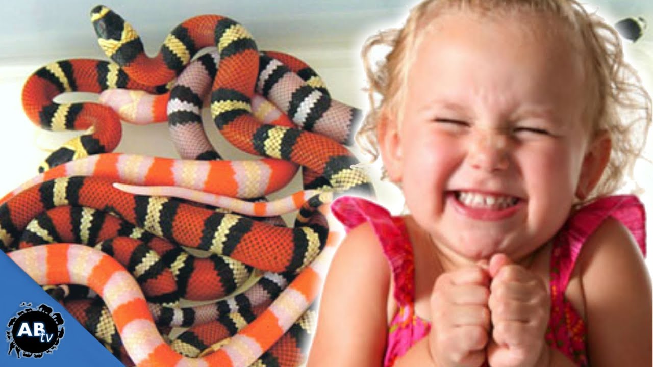 THOUSANDS OF BABY SNAKES! SnakeBytesTV - YouTube