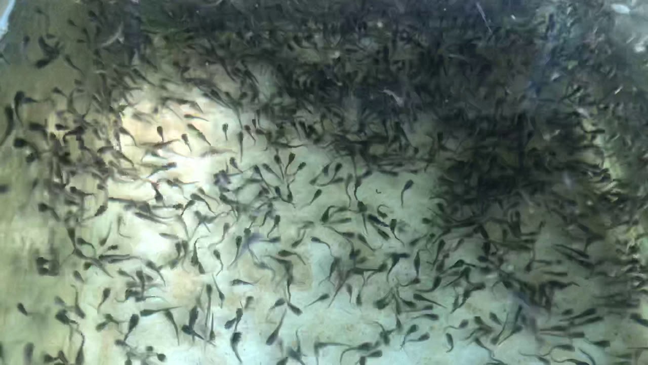 Baby MONSTER fish! - YouTube
