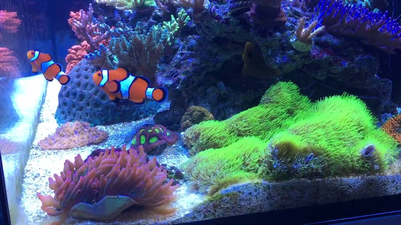 Practical Reef - 3 months - YouTube