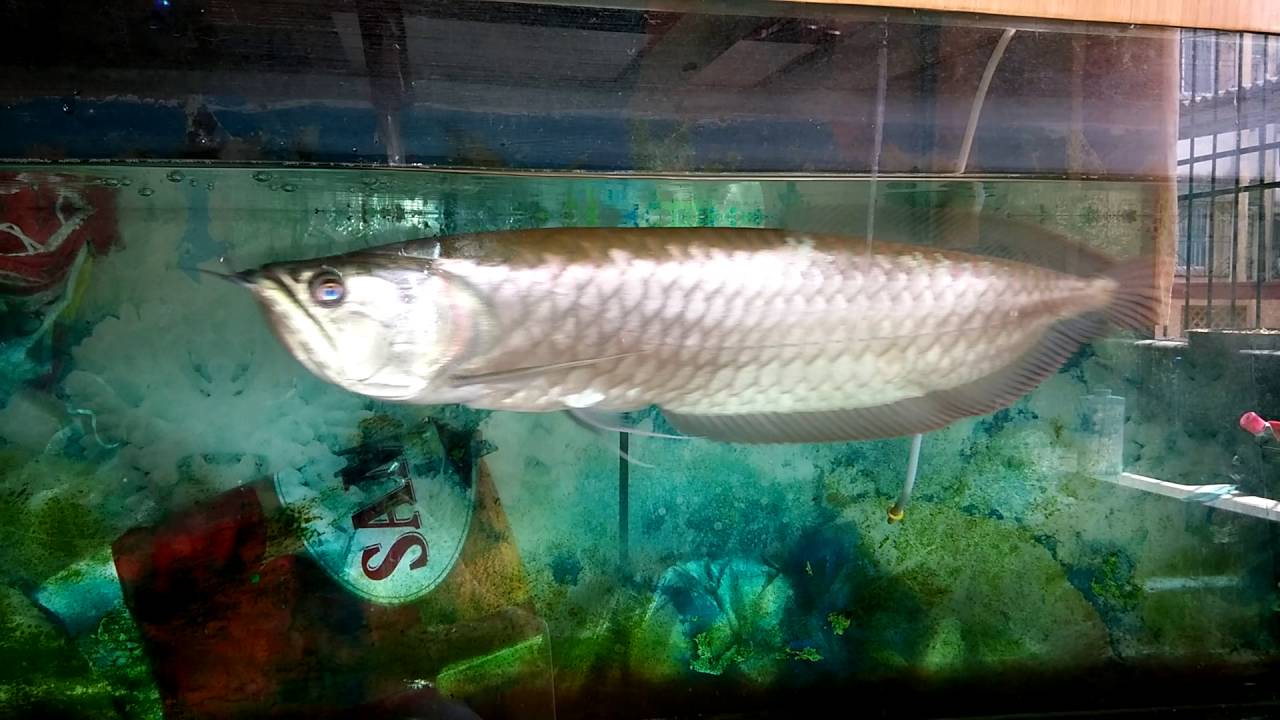 Mk my arvana fish - YouTube