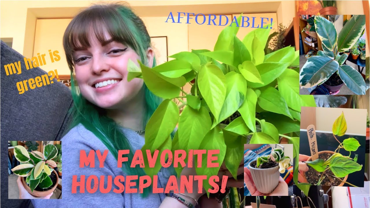 My Top 12 Favorite Houseplants! July 2021 | Plants by Hailey - YouTube