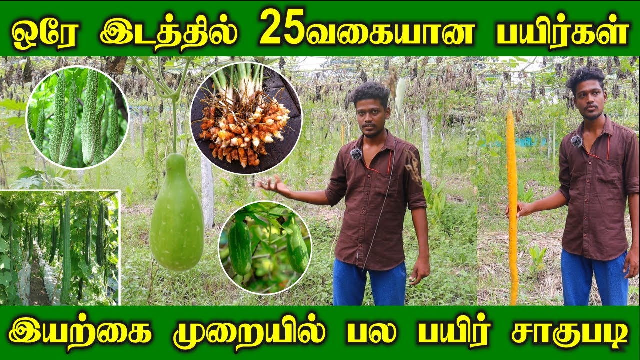 இயற்கை முறையில் பல பயிர் சாகுபடி | ஒரே இடத்தில 25வகையான பயிர்கள் ...