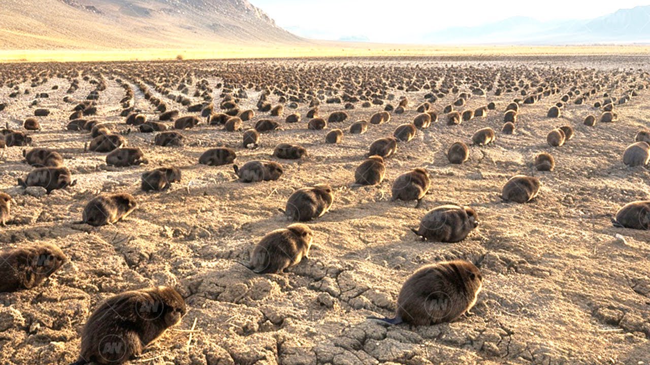 What Happened to the Desert in the U.S. When They Put Thousands of ...