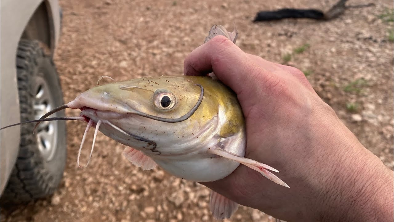 Tight Lines & Ripping Lips!!! #fishing #lakelife #multihunter247 - YouTube