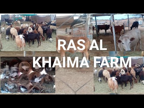 A farm in Ras Al Khaima desert/Silent Springs - YouTube
