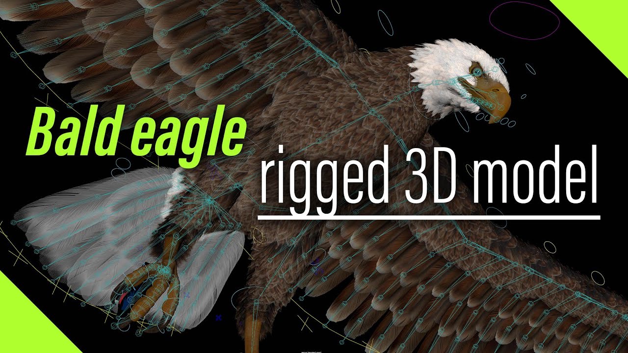 Bald Eagle 🦅 RIGGED 3D Model. 💻 Preview in Maya. Bird Rigg. 🛠 - YouTube