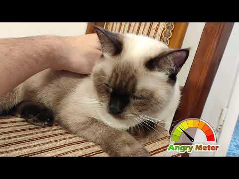Cat's Reaction To Touching Him (Belly, Tail...) 😡 ANGRY Meter