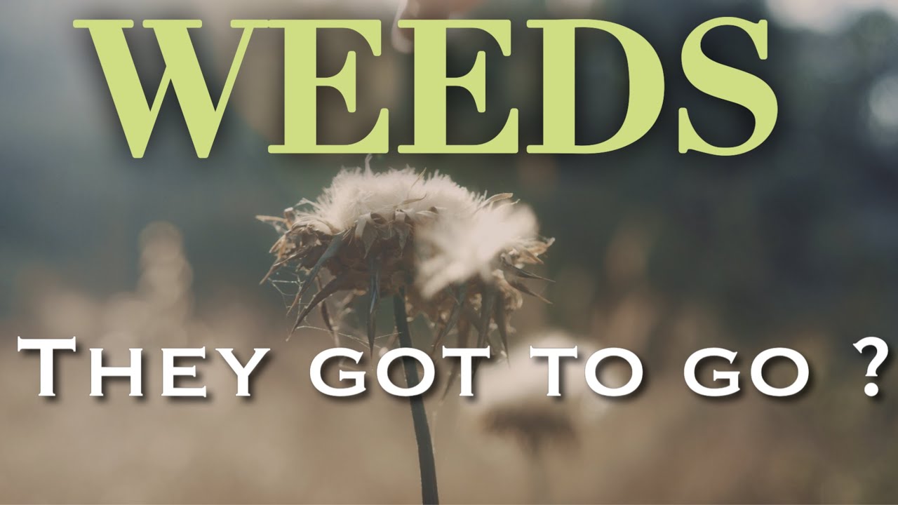 Should you stop weeding your garden? Selective weeding is the better way to keep your garden ...