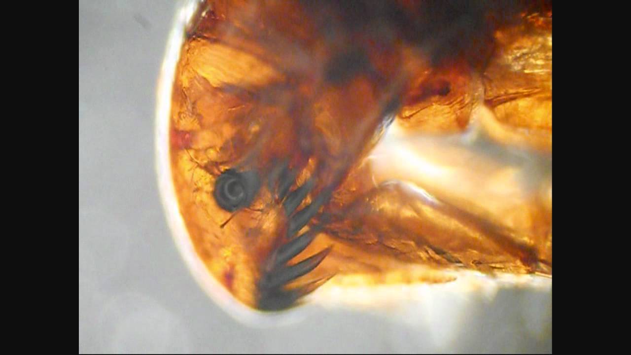Flea Under a Microscope - YouTube
