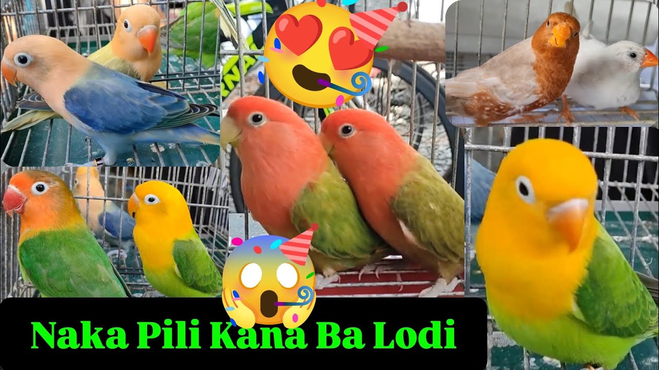 Vlog492 Super Quality Aqua Homozygote Opaline😱🦜😱Yellow Face Opaline🦜😱🦜 ...