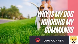 Why Does My Dog Ignore My Commands