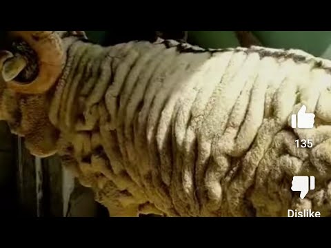 kashmiri marino sheeps | full Wrinkled Ram| full Wrinkled sheep - YouTube