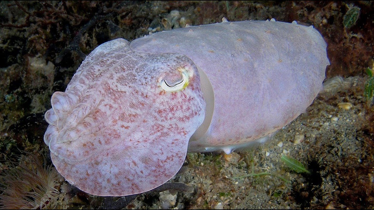 Cuttlefish changing colour on the Great Barrier Reef - YouTube