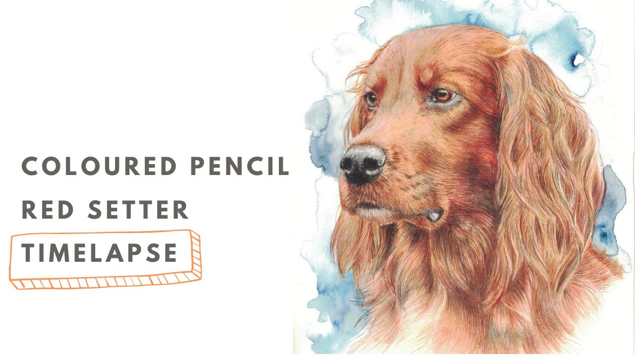ART TIMELAPSE | Coloured Pencil Red Setter (Long version) - YouTube