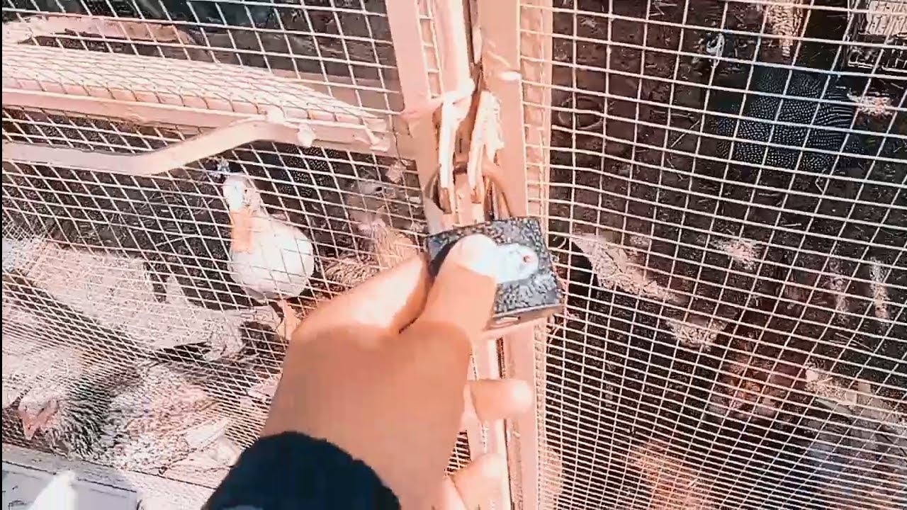 parinde band ho Gaye - YouTube