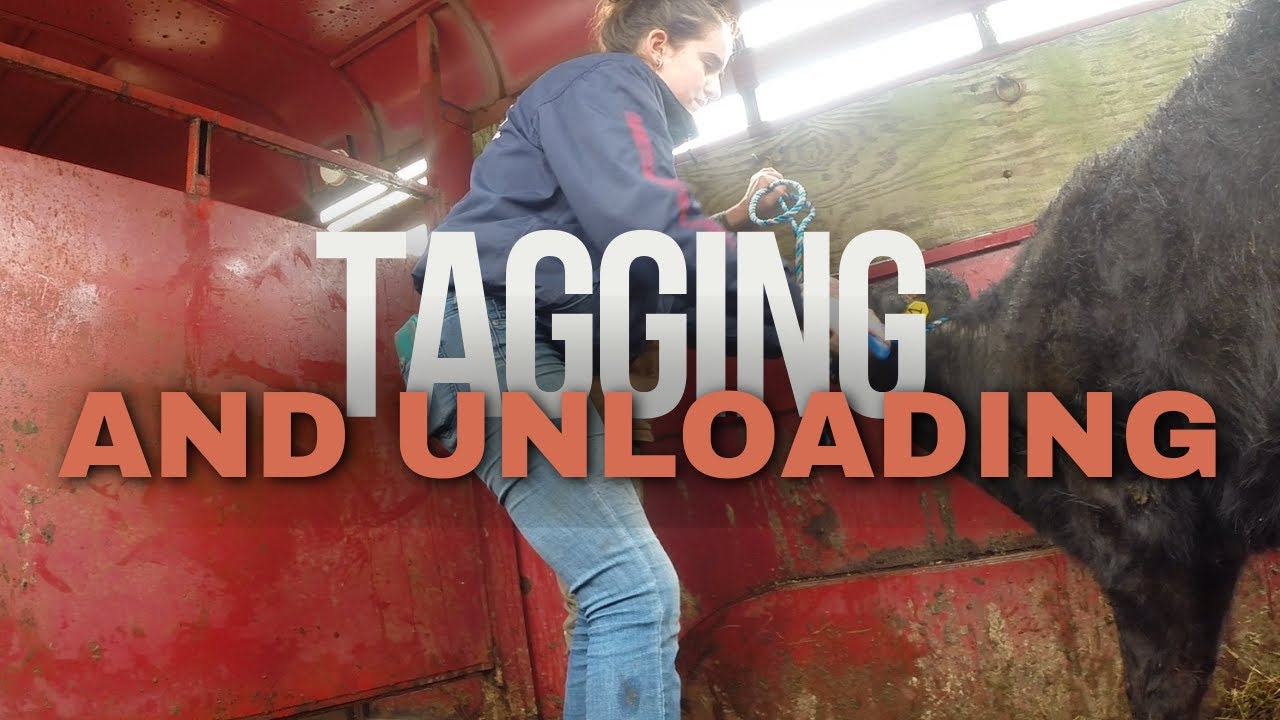 Tagging And Unloading New Cows - YouTube