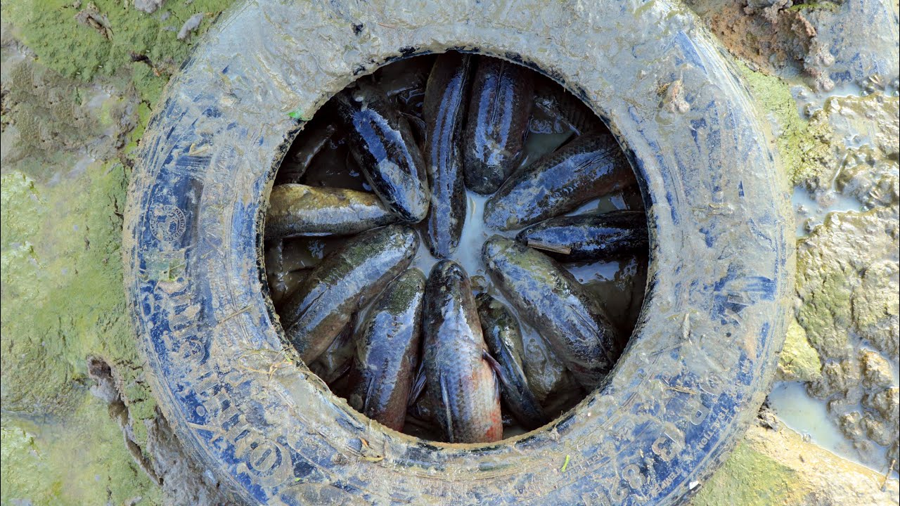 So Lucky Day! Founding Fish in Tires After Low Tide | Viral Life Fisher ...