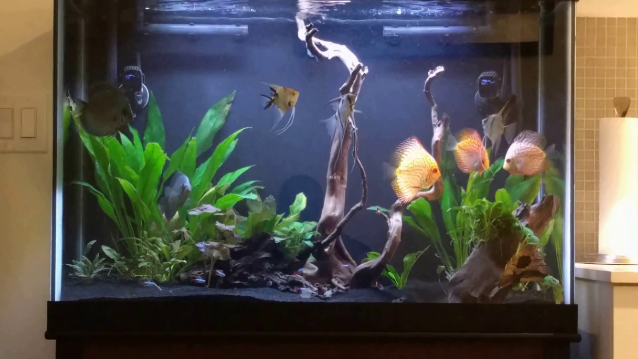 65 Gallon Discus Community Tank: Best Seat In The House - YouTube