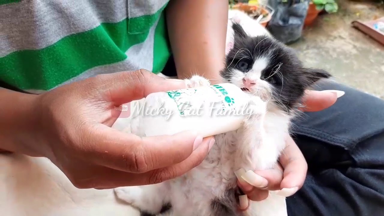 Tingkah lucu anak kucing,minta susu pake dot - YouTube