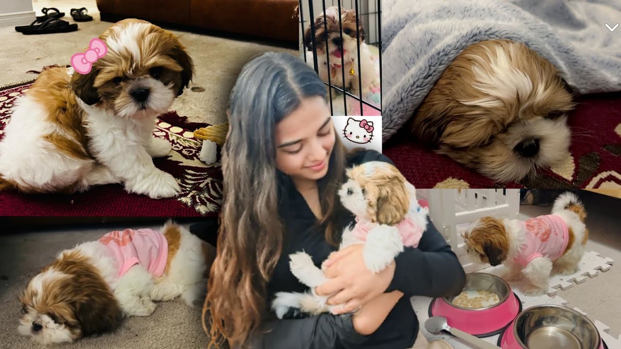 Welcome Mimi at our place ️ ️ ️ - YouTube