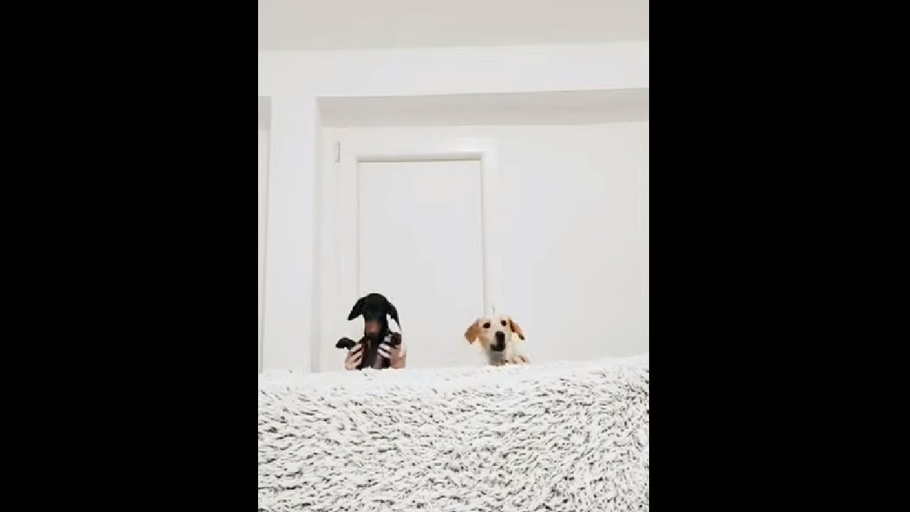 Two Adorable Puppies Giving A Dancing Performance With Just A Little ...